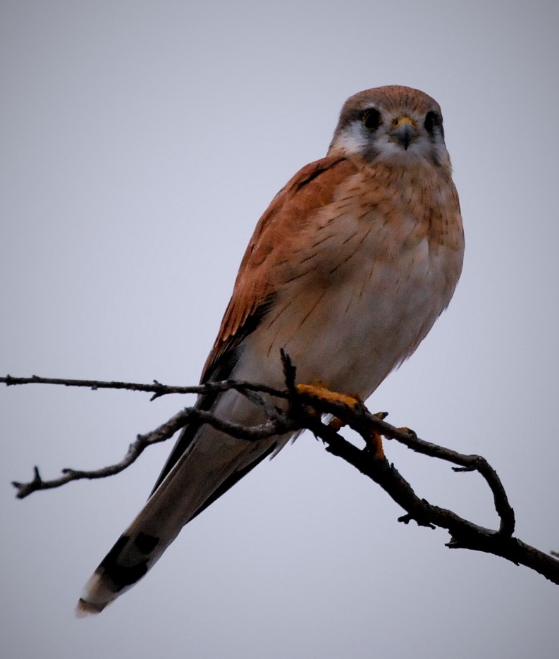 Birdlife » Shire of Narembeen