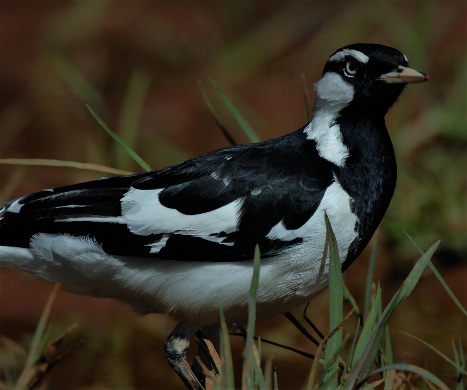 Birdlife » Shire of Narembeen