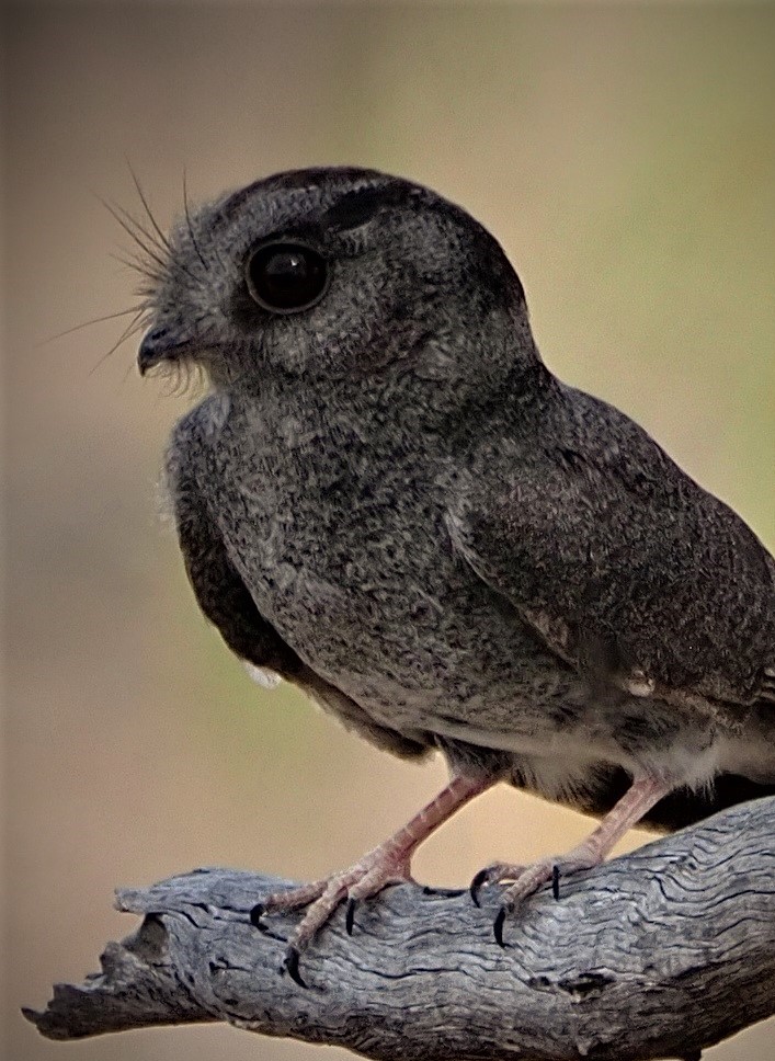 Birdlife » Shire of Narembeen